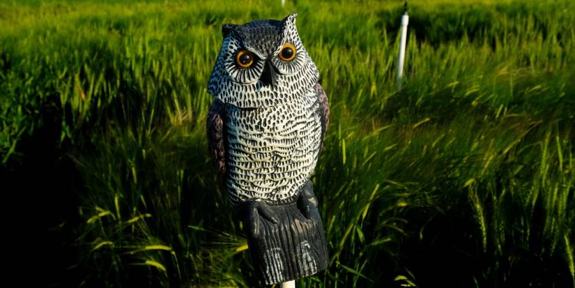 The Rise of Predator Decoys in Pest Management