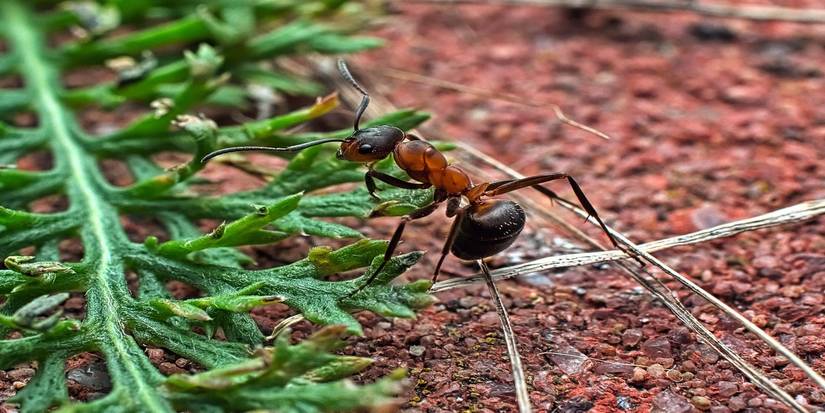 Understanding the Role of Ants in Your Garden Ecosystem