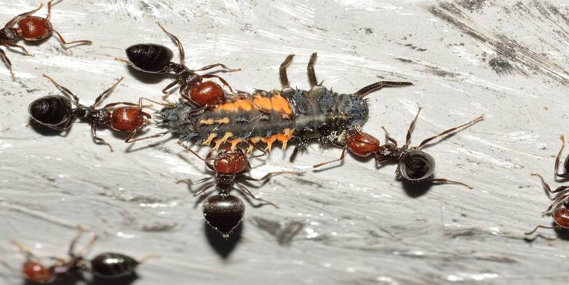 5 Common Insects You Can Get Rid of with Natural Pest Control