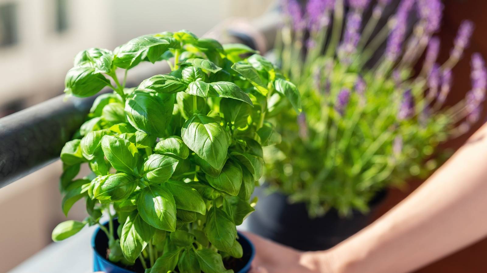 7 Pest-Resistant Houseplants for a Healthier Home