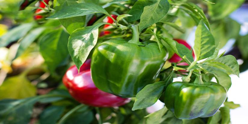 Cultivating Chili Peppers: Tips for a Bountiful and Spicy Garden