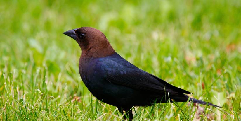 Grubs in the Lawn: How to Spot Get Rid of Grubs Naturally