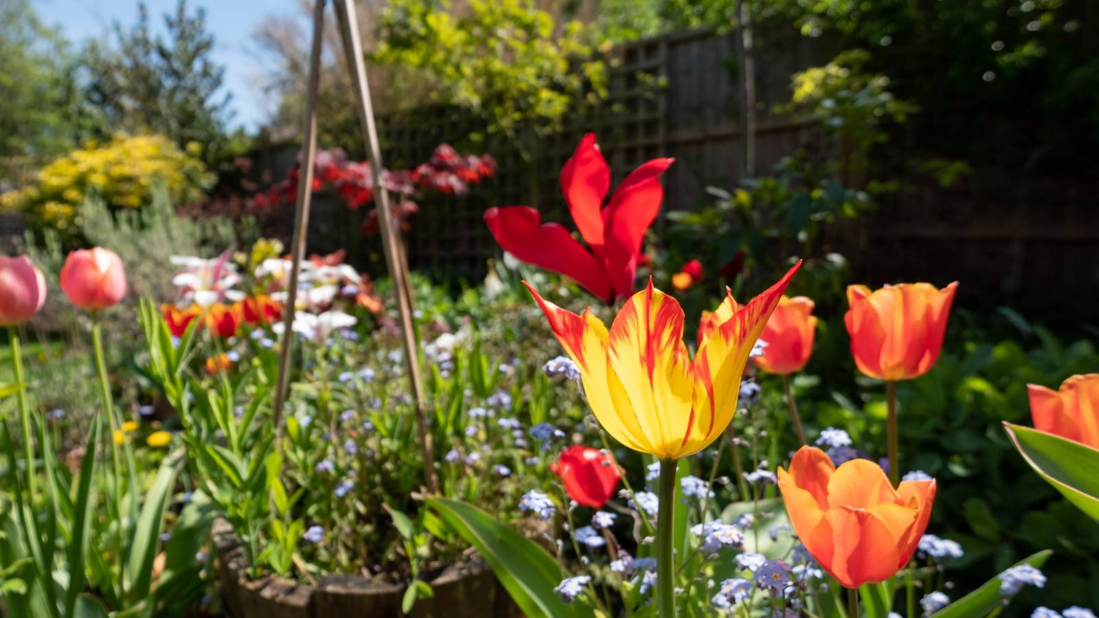 Embracing Nature: Chaos Gardening Unleashed