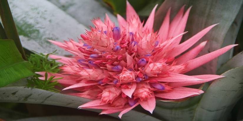 Beyond Green: Vibrant Plants That Bring Bold Color to Your Garden