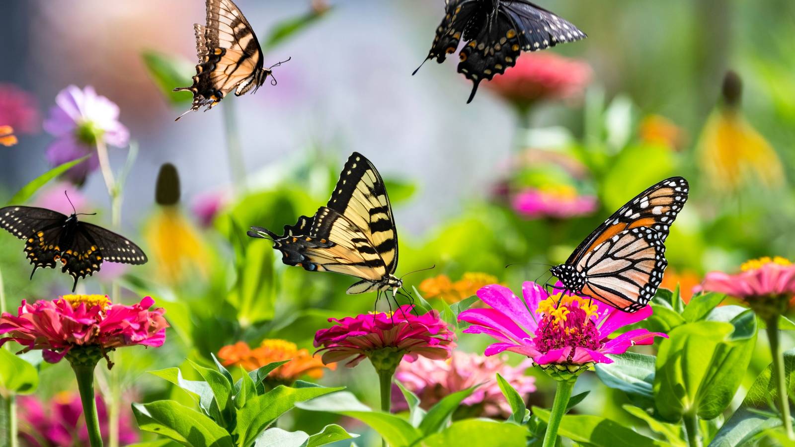 Creating a Backyard Wildlife Haven: Essential Plants and Tips
