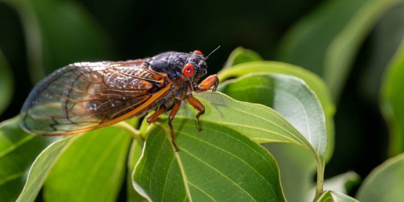 They're Back! What You Need to Know About Cicada Season