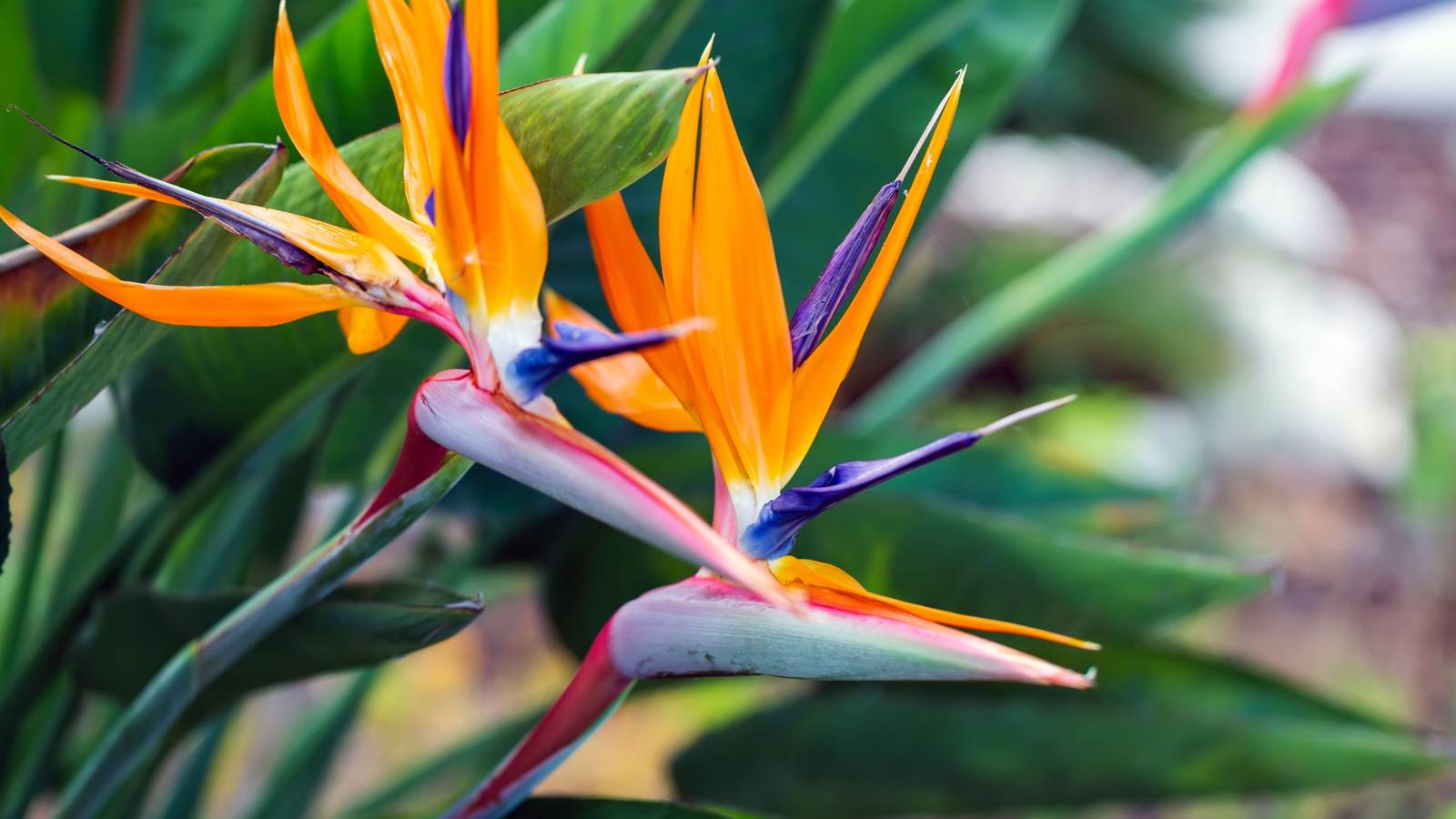 multi colored flowers names