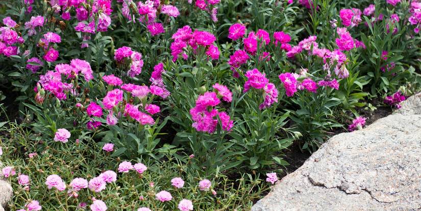 Plant Varying Carnation Flower Colors to Create a Vibrant Garden