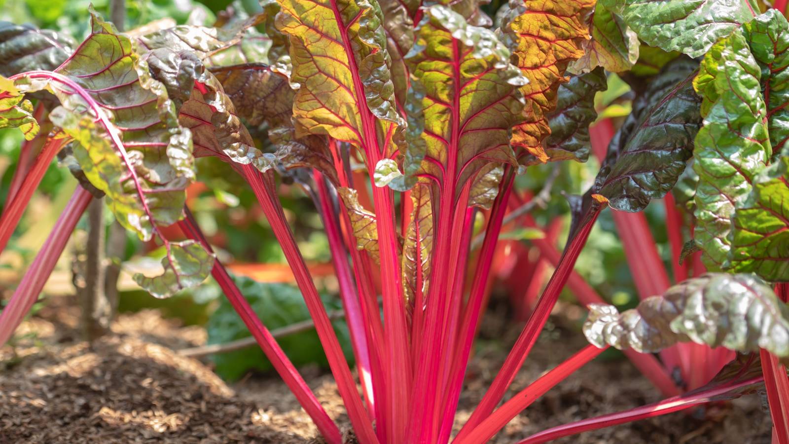 vegetables with red stems