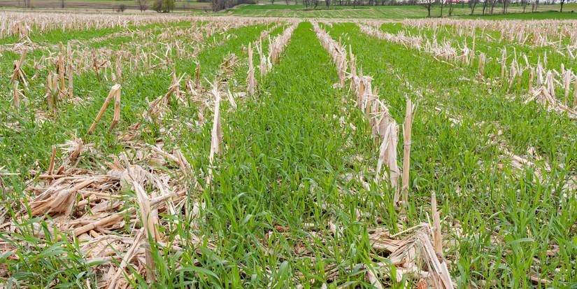 How Crops Like Buckwheat and Alfalfa Make Farming More Eco-Friendly
