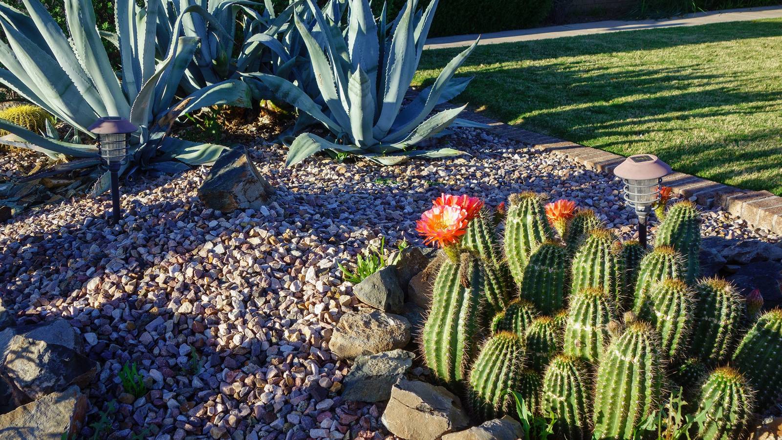 Enhance Your Landscape with Xeriscaping Plants
