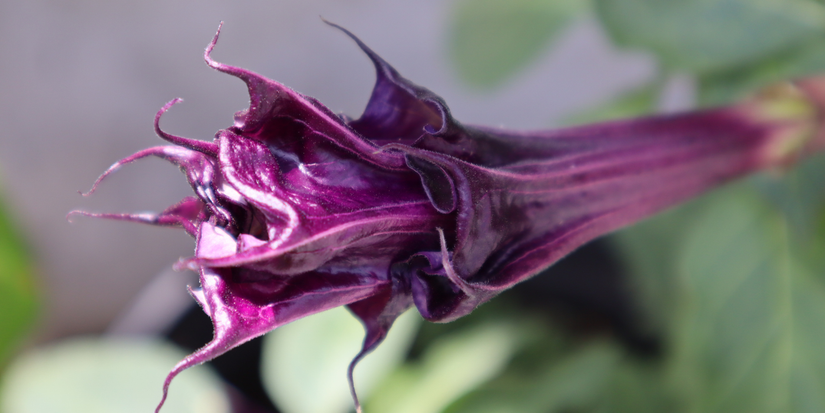 8 Gothic Flowers to Round Out Your Gothic Garden Design