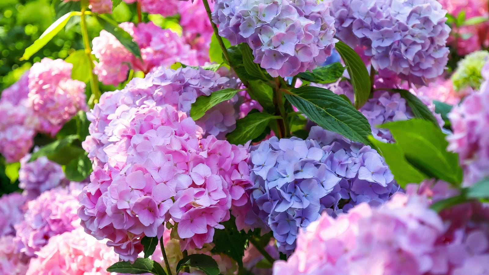 6 Different Types of Flowers That Change Colors