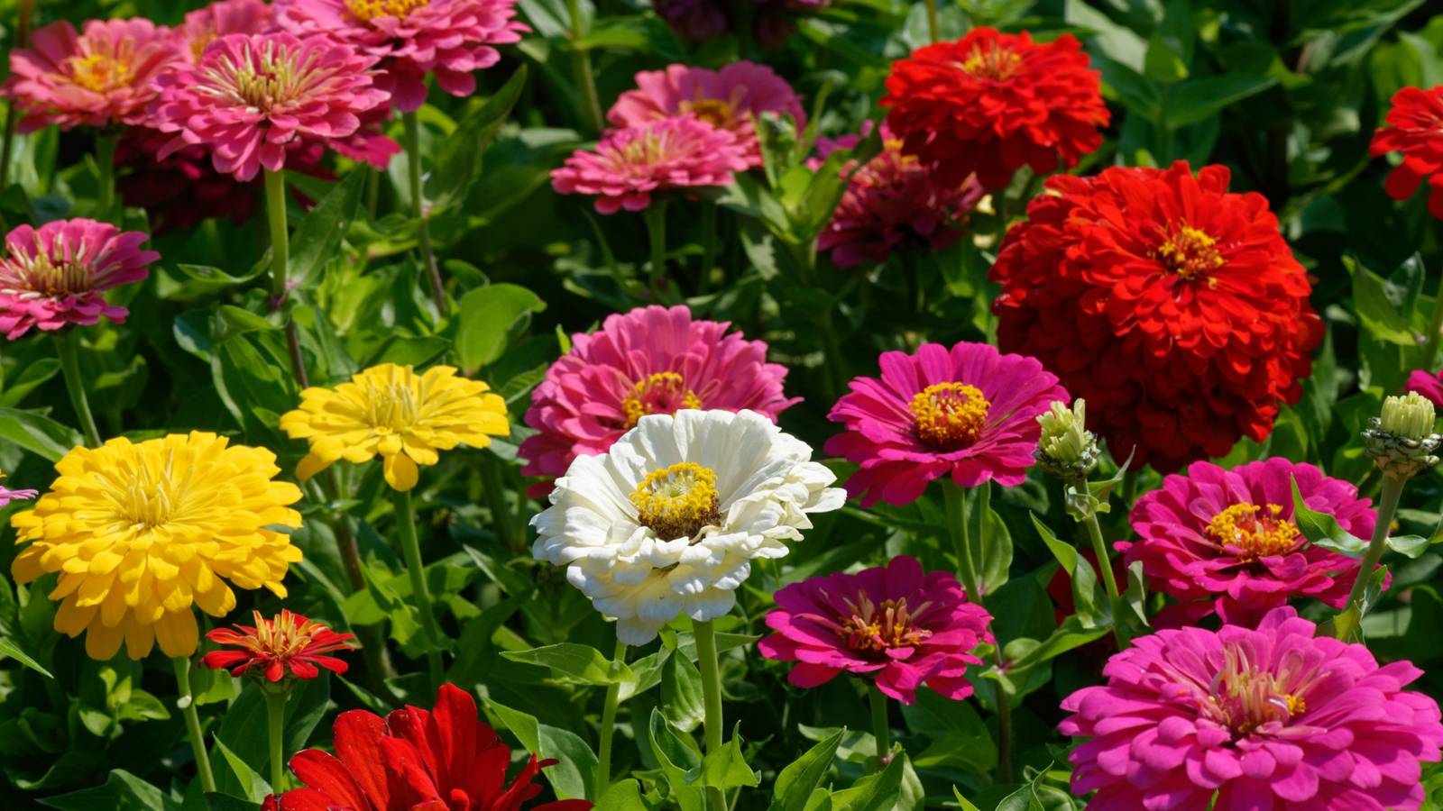 different garden plants