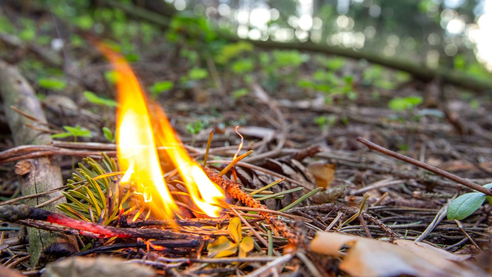 A Complete Guide to Safely Burning Tree Branches