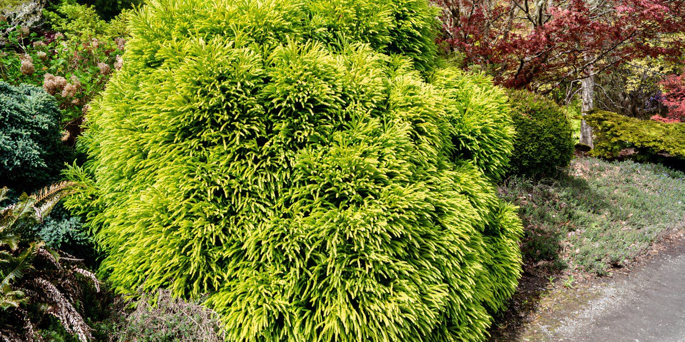 Dwarf Japanese Cedar Japanese Garden Plants Front Yard Landscaping