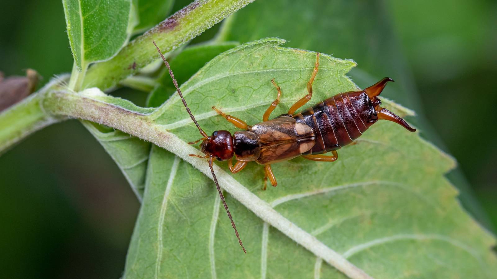 How to Repel Earwigs and Keep Them Away