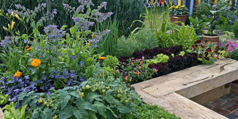 Foxglove for Pest Control: A Natural Way to Protect Your Garden