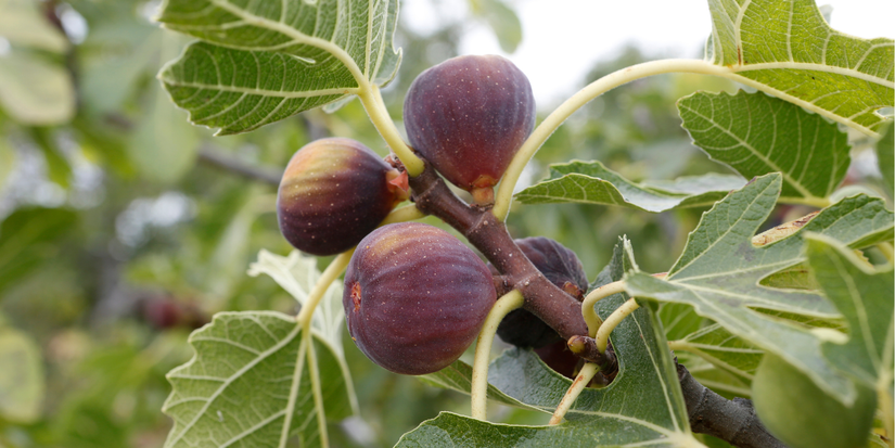 Plants That Have Been Around Since Ancient Rome