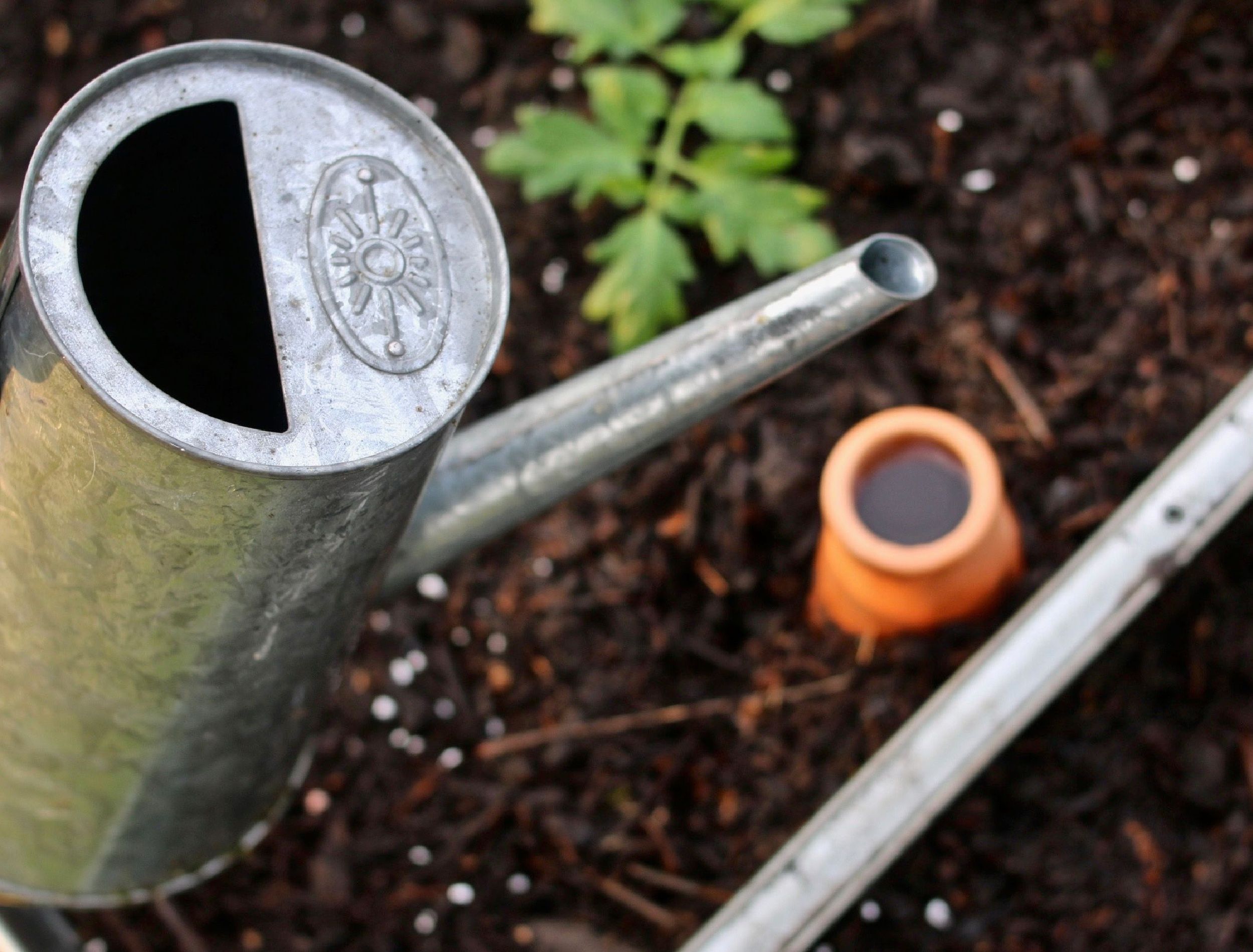 Transform Your Garden With the TikTok Olla Watering Trend