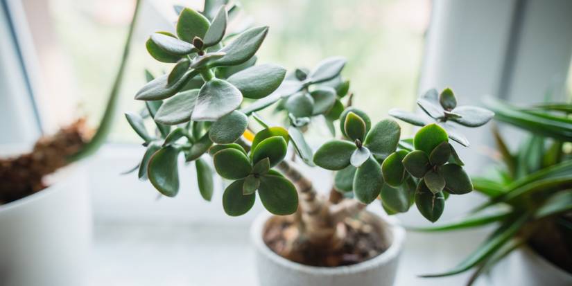 New Year’s Eve Plants That Turn Goals Into Living Intentions