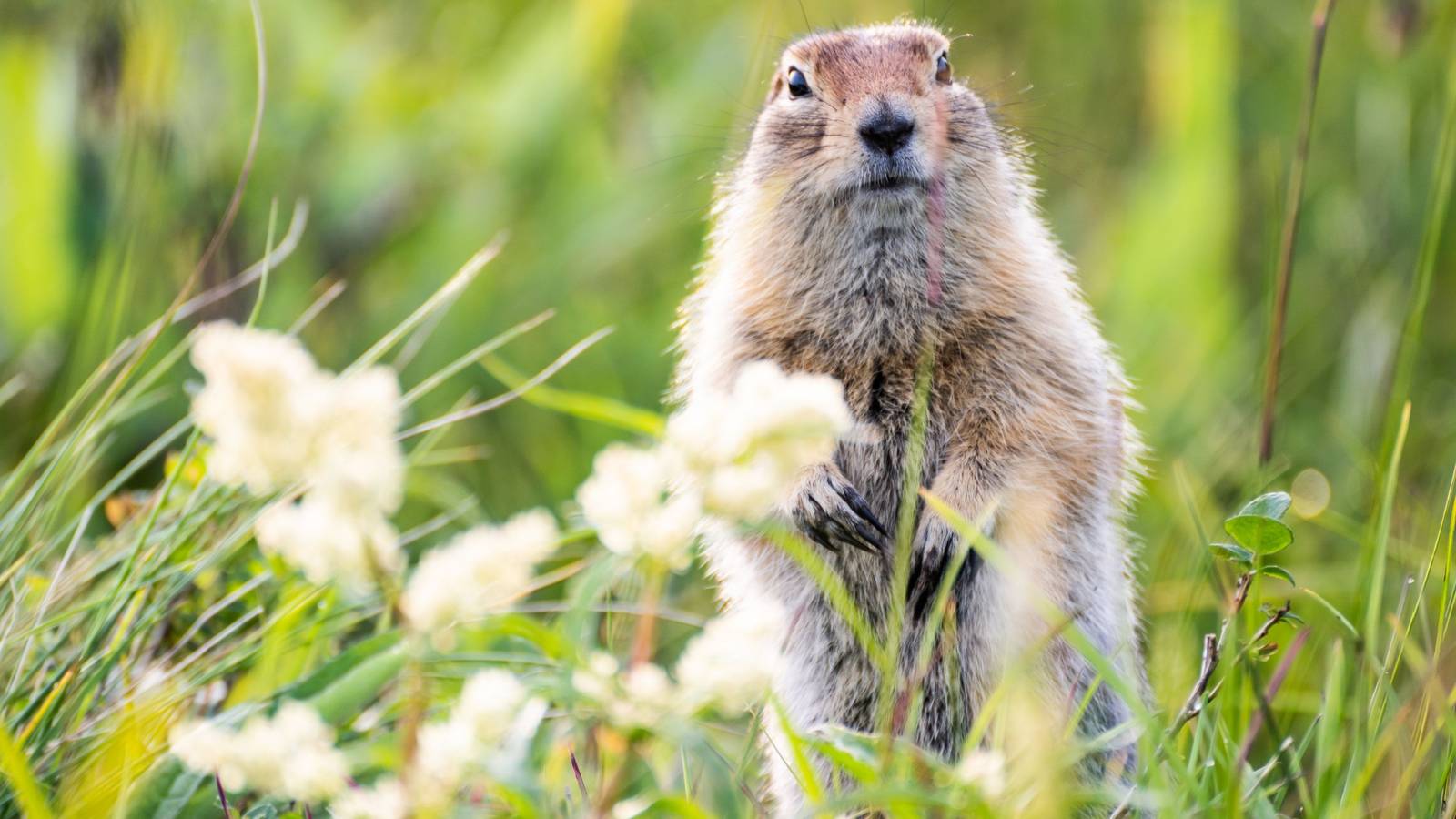 How to Repel Groundhogs From Your Yard