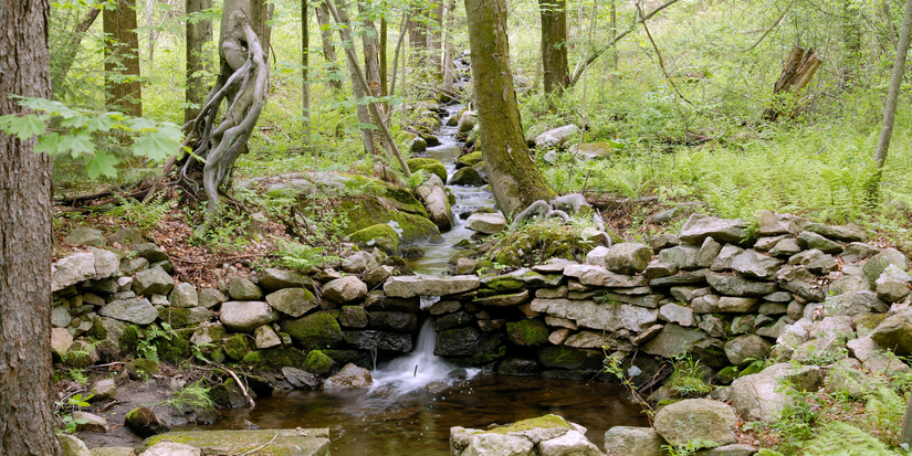 Natural Swimming Pool Design: 8 Pool Garden Ideas