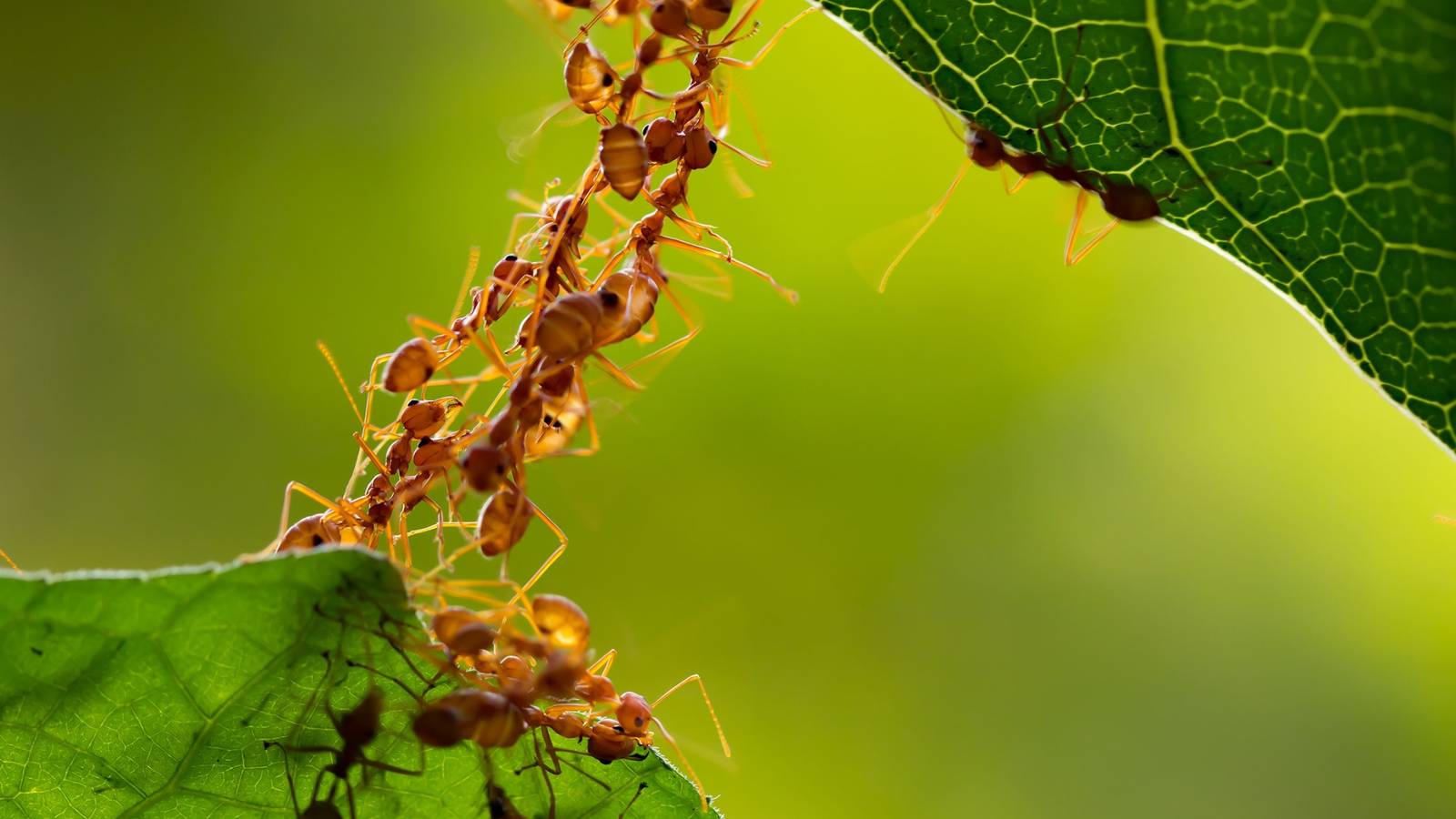 Understanding the Role of Ants in Your Garden Ecosystem