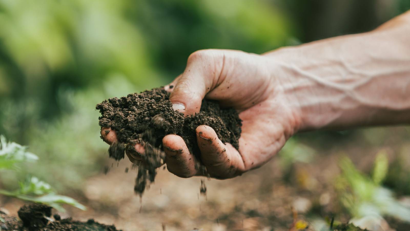 How Soil Nematodes Help With Garden Pest Control