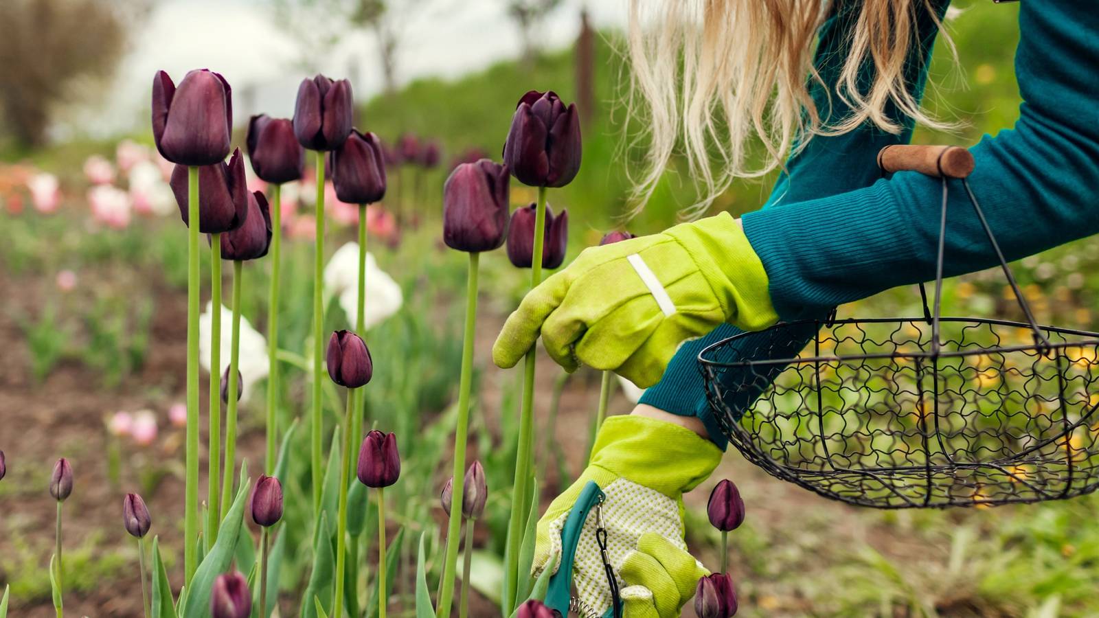 8 Gothic Flowers to Round Out Your Gothic Garden Design