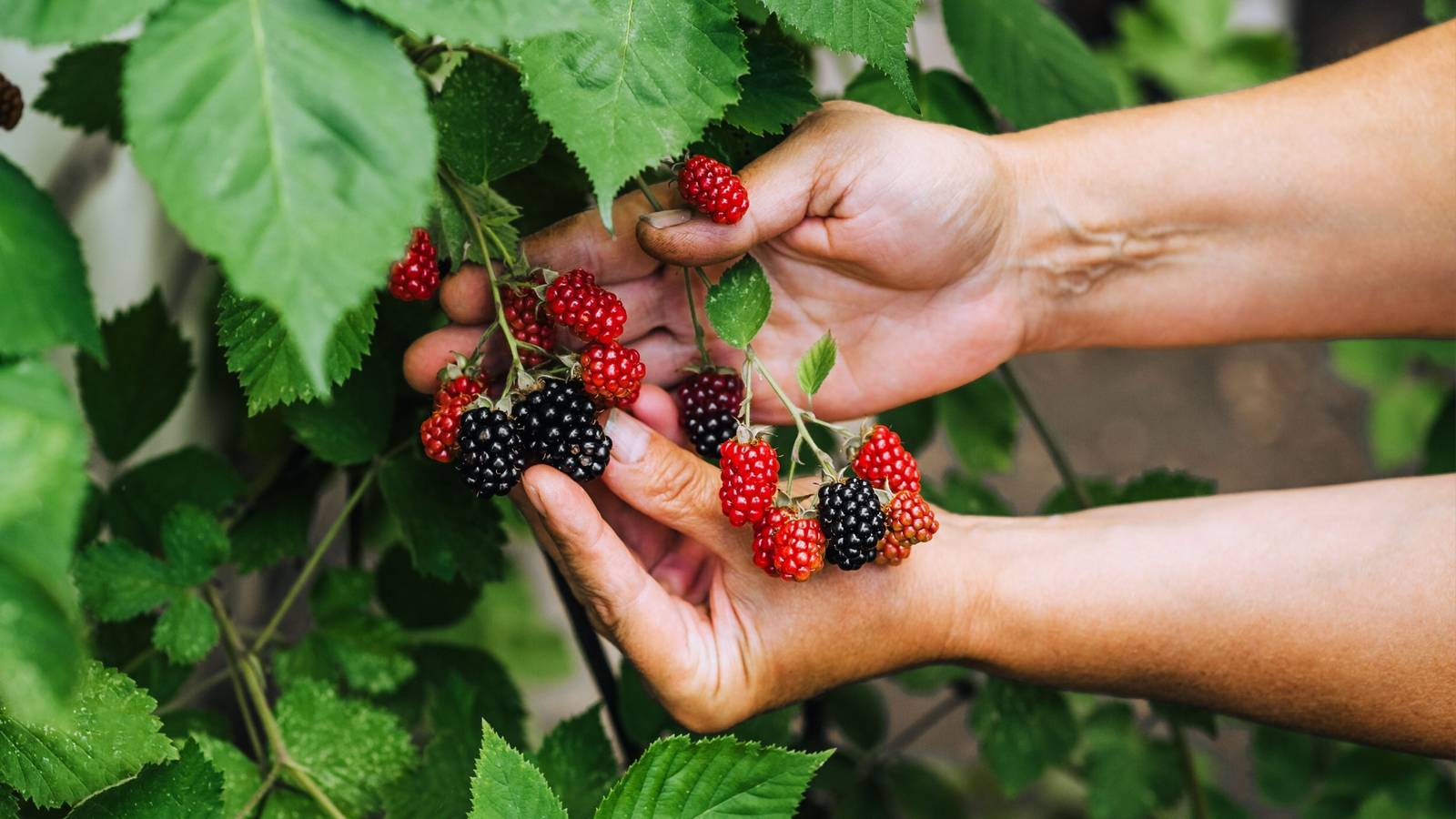 How To Grow Berries: 6 Garden Berries Perfect for Preserves Recipes