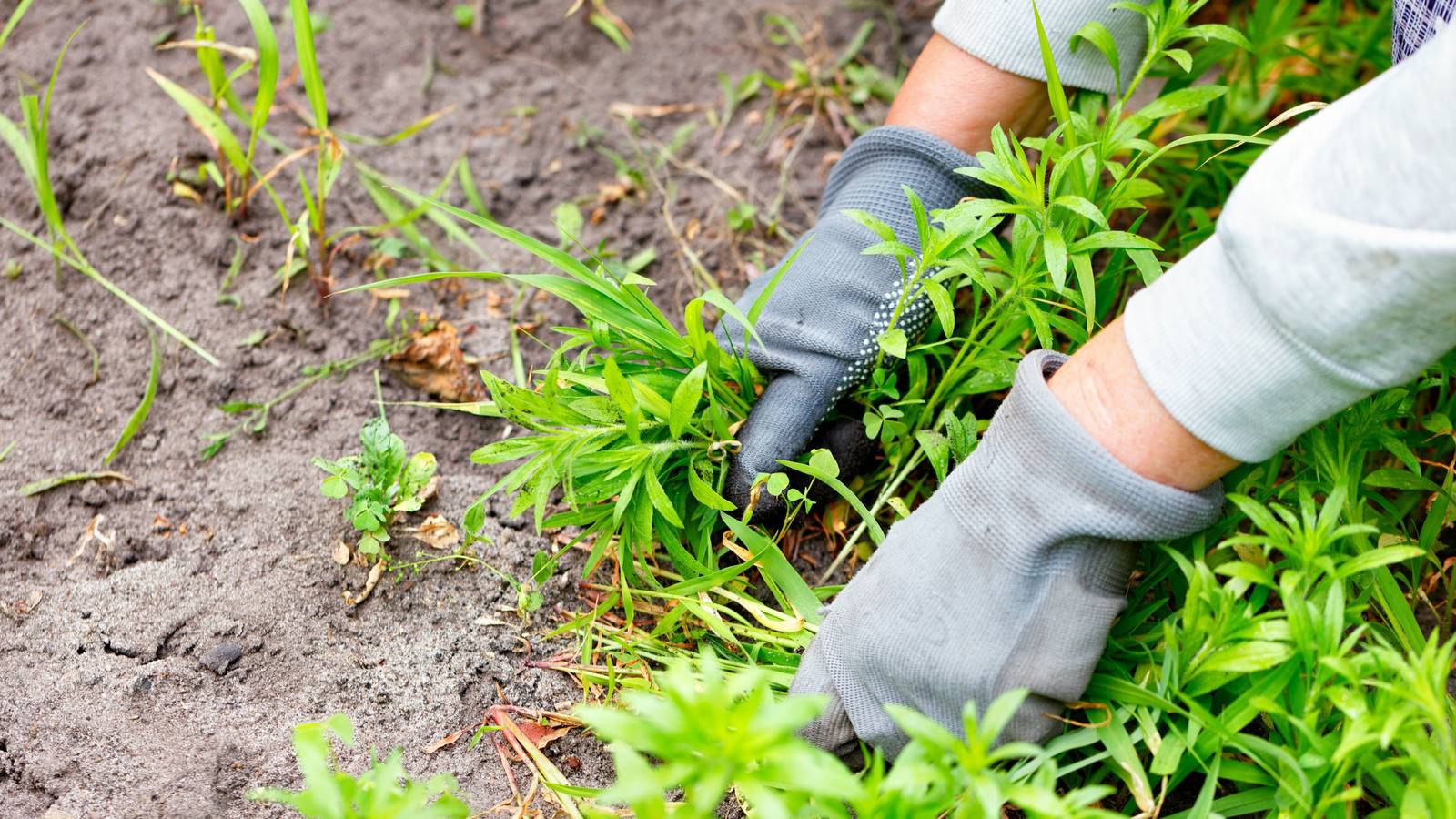 6 Ways to Efficiently Dispose of Weeds