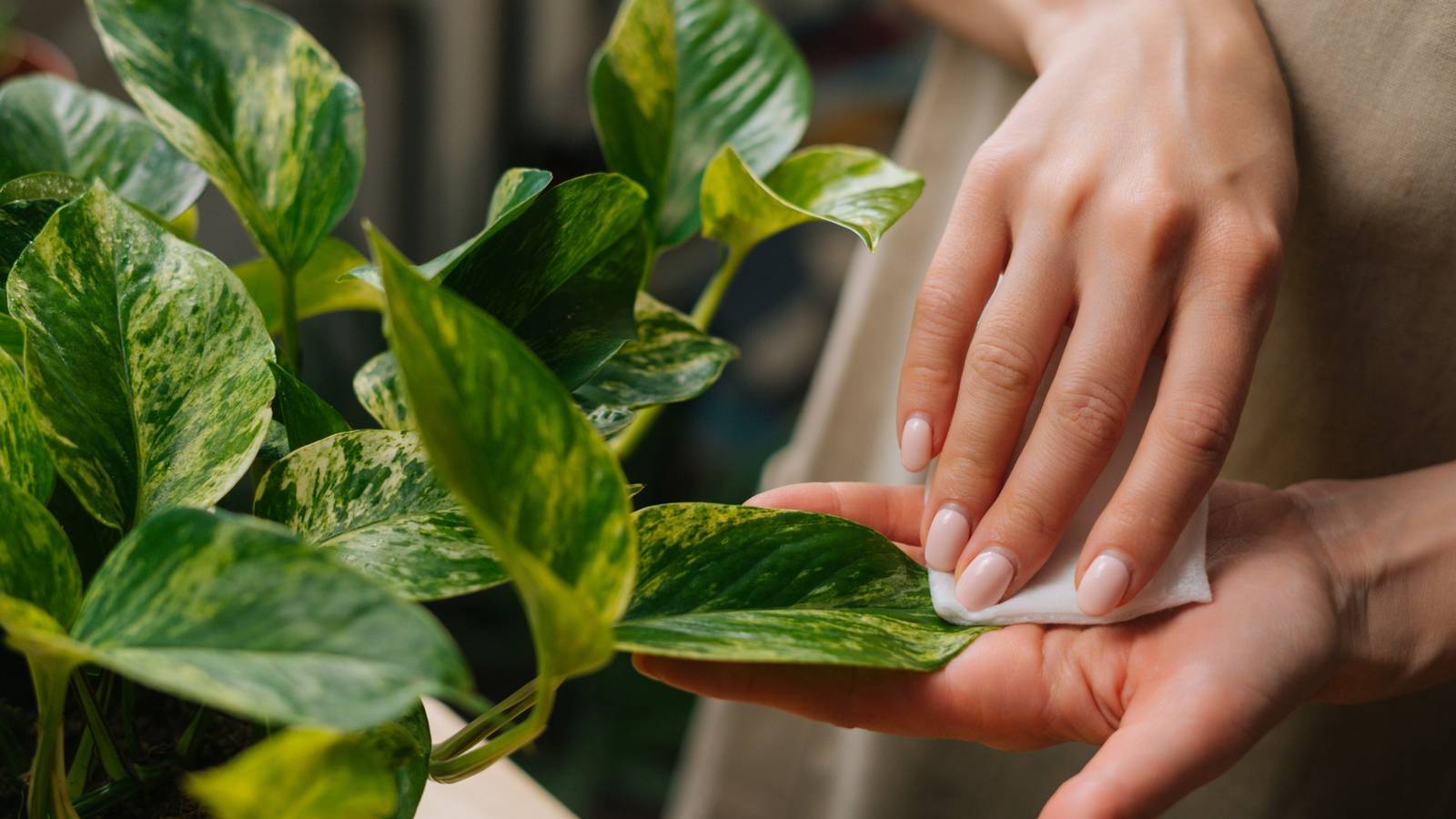 Spring Plant Revival: The Ultimate Cleaning Checklist