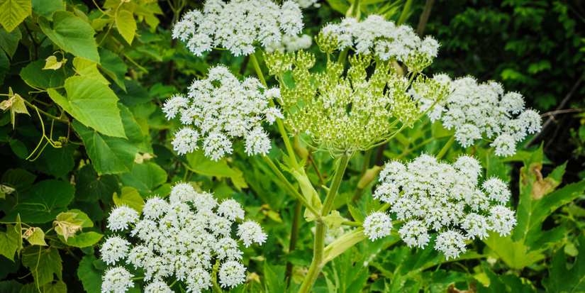 How to Identify and Remove Poison Hemlock in Tennessee Safely