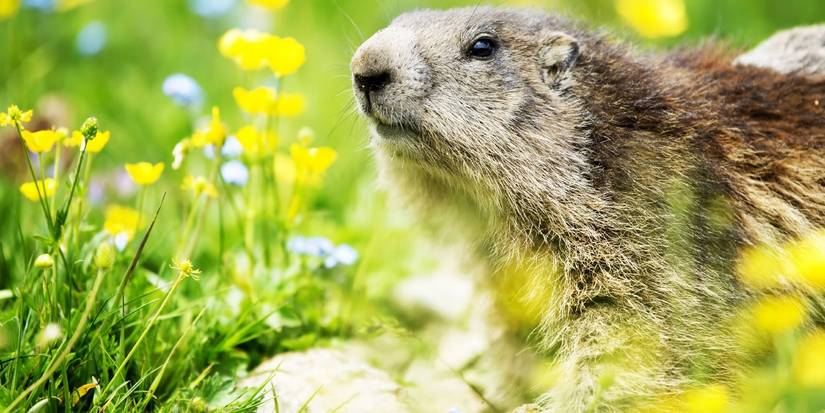 Beyond Groundhog Day: How Groundhogs Quietly Shape Landscapes