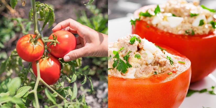 Tabletop Tomatoes: The Indoor Gardening Trend for Small Spaces