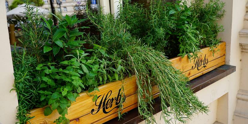 Portable Solutions for Renters Who Love Greenery