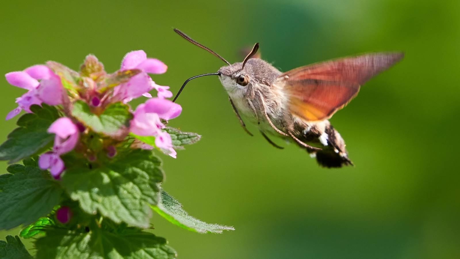 What is the Hummingbird Hawk Moth and How Does it Benefit Your Garden?