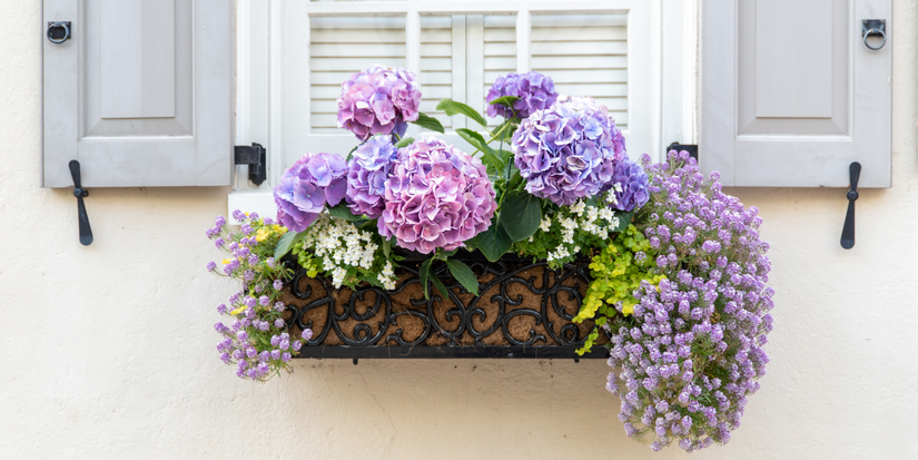 Unlock the Secrets to Changing Hydrangea Flower Colors Naturally