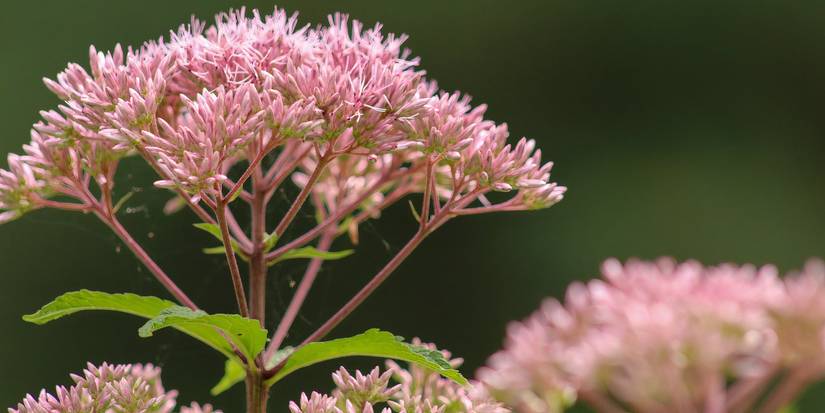 5 Stunning Perennial Flowers Perfect for Swamps and Soggy Spots
