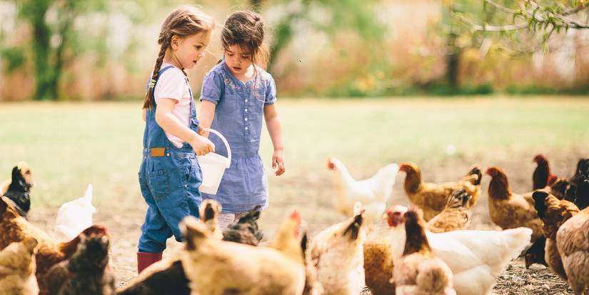 Backyard Chickens 101: Breeds, Coops, Feeding, and Health Care