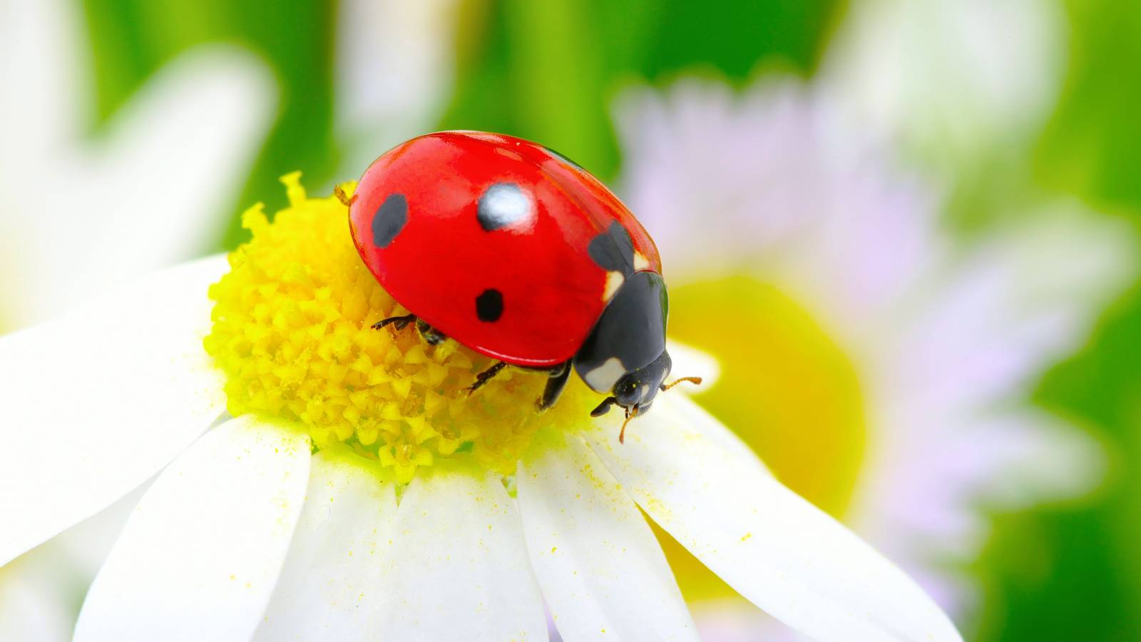 Explore Garden Ladybugs and How They Impact Your Space
