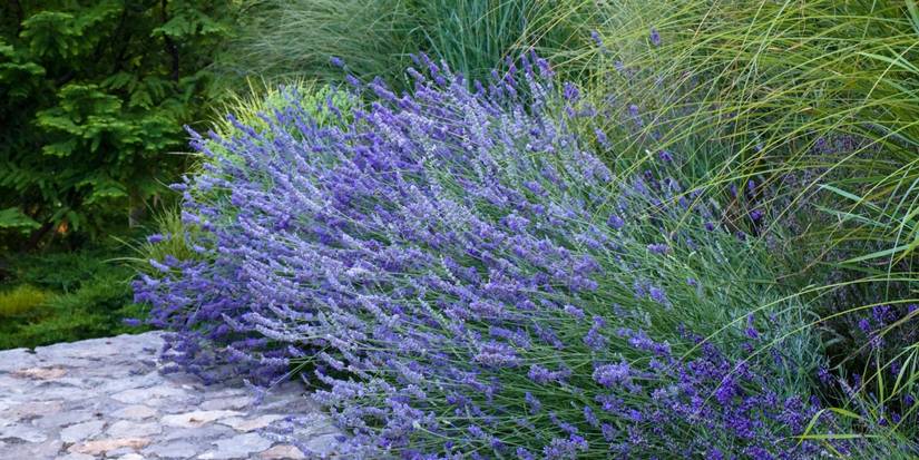 5 Meaningful Plants for a Calm and Reflective Peace Garden