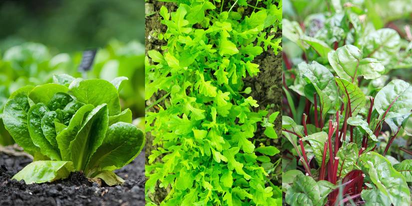 Garden To Table: Grow Your Own Salad Ingredients