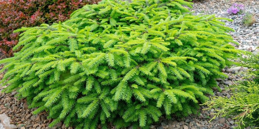 6 Types of Evergreens To Fill In Your Landscaping Design