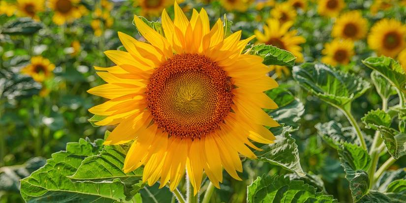 July Summer Flowers Perfect For Hot Weather