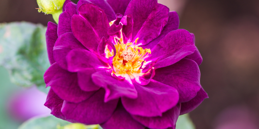 8 Gothic Flowers to Round Out Your Gothic Garden Design