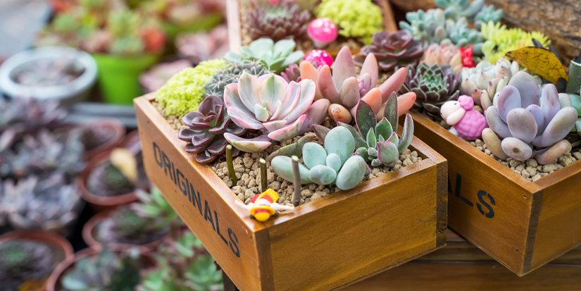 Portable Solutions for Renters Who Love Greenery