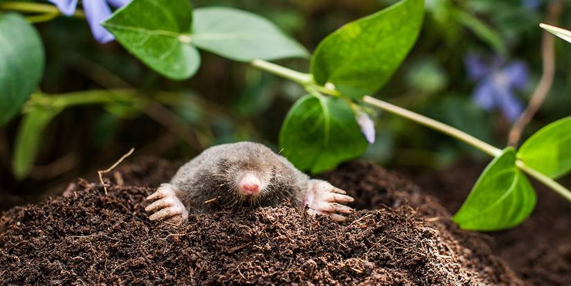Yard Full of Holes? These Night Visitors Might Be to Blame