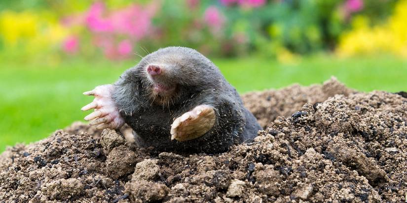 How to Identify and Repel Pests Digging Holes in Your Garden